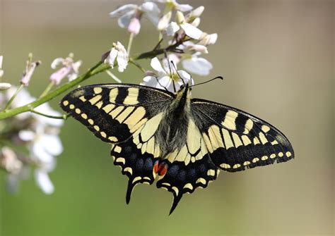 The Beauty Of Butterflies By Frank Gardner