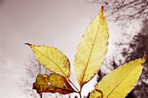 무료 이미지 나무 분기 햇빛 꽃잎 서리 빨간 가을 식물학 노랑 플로라 시즌 단풍잎 닫다 매크로 사진 색조 꽃 피는 식물 우디 식물 육상