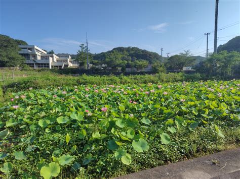 旧島田小学校手前の古代蓮が見頃に7月6日 島田島の古代蓮