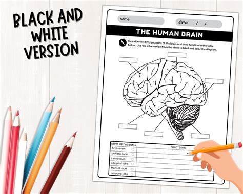 Human Brain Parts Labeling Worksheet Anatomy Of The Brain Parts Of The Human Brain