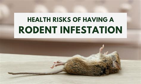 How To Control Wild Rodent Infestations Uk Cdc Nhm
