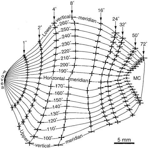 Mean Retinotopic Map Compiled By Averaging Maps From The Left And The Download Scientific
