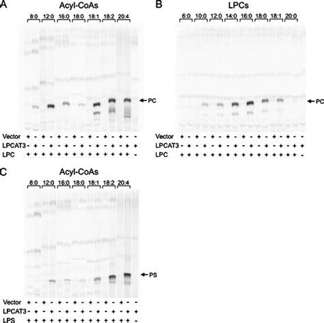 Substrate Specificity Of The Recombinant Human Lpcat3 Expressed In