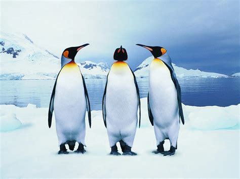 「windows」を長年使ってきた人にお薦めの「linux」ディストリビューション3選 Zdnet Japan