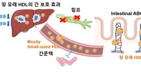 한용현 교수 간 염증 보호 효과 새로운 장 유래 Hdl 발견