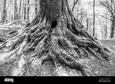 The Gnarled Roots Of An Old Tree Twist And Spread Out Creating A Natural Network Along The