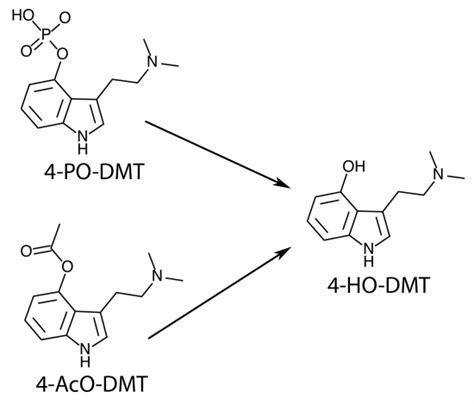 4 Hydroxy Tryptamines Countyourculture