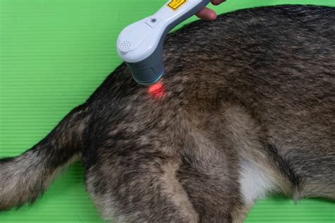 dog physio 305