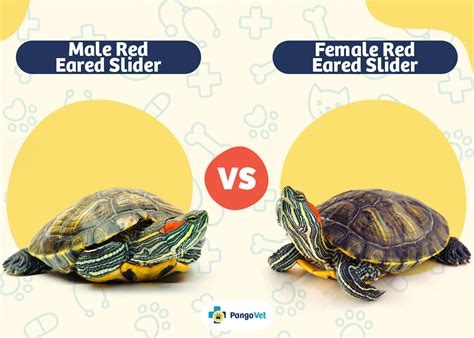Male Vs Female Red Eared Slider Turtles How To Tell The Gender With