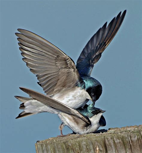 Tree Swallows Mating Photograph By Dave Mills Fine Art America Tree Swallows Mating Photograph By Dave Mills Fine Art America