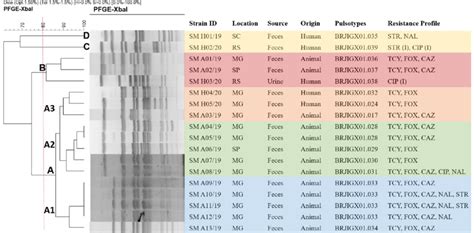 Dendrogram Of Pfge Patterns Of S Minnesota Strains Obtained From