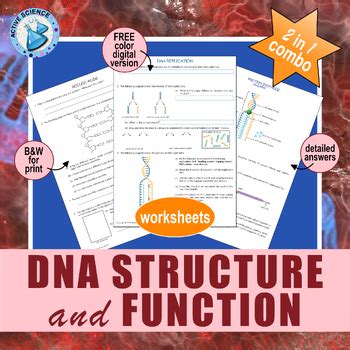 DNA Structure Replication Protein Synthesis Printable Digital