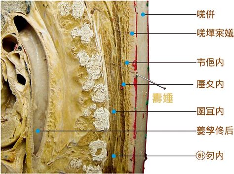心俞 穴位解剖图谱
