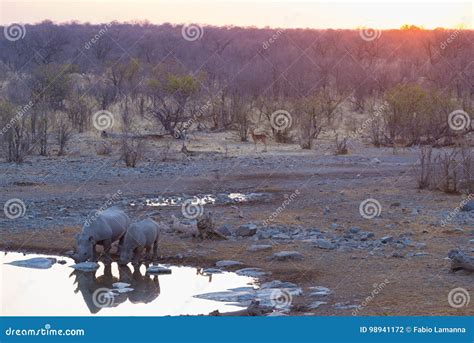 Rare Black Rhinos Drinking From Waterhole At Sunset Wildlife Safari In