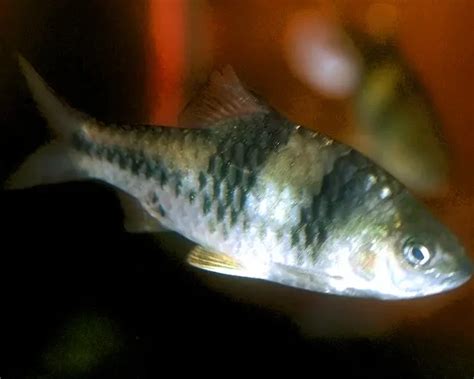 Spanner Barb Facts Diet Habitat And Pictures On Animaliabio