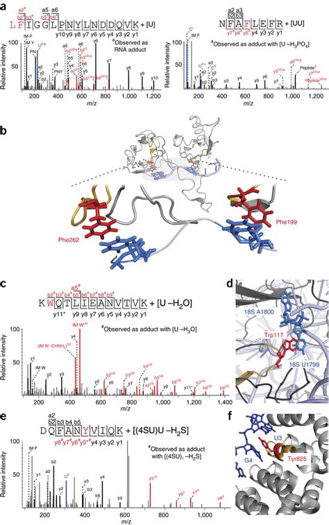 Msms Fragment Spectra Of Cross Linked Heteroconjugates And Structural