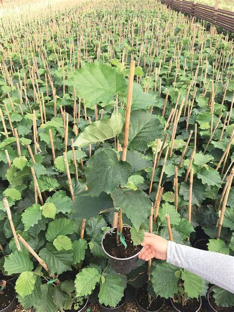 Puieti De Alun Micorizati Cu Trufe Negre Hunedoara • Olxro