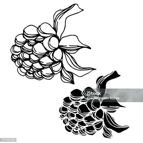벡터 블랙 베리 건강 식품 흑백 잉크 아트가 새겨져 있습니다 절연 베리 일러스트 요소입니다 개념에 대한 스톡 벡터 아트 및 기타 이미지 Istock