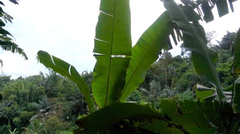 Apa Khasiat Daun Pisang RINDDIANY