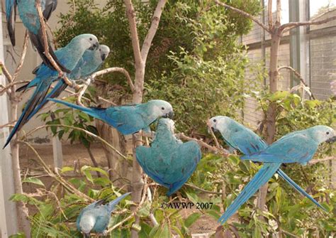 Spix Macaws Parrots Photo 30806809 Fanpop