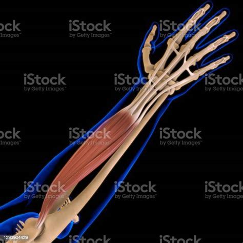 의료 개념 3d 일러스트레이션을 위한 엑텐소 디포룸 근육 해부학 근육에 대한 스톡 사진 및 기타 이미지 근육 3차원 형태 사진 이미지 Istock
