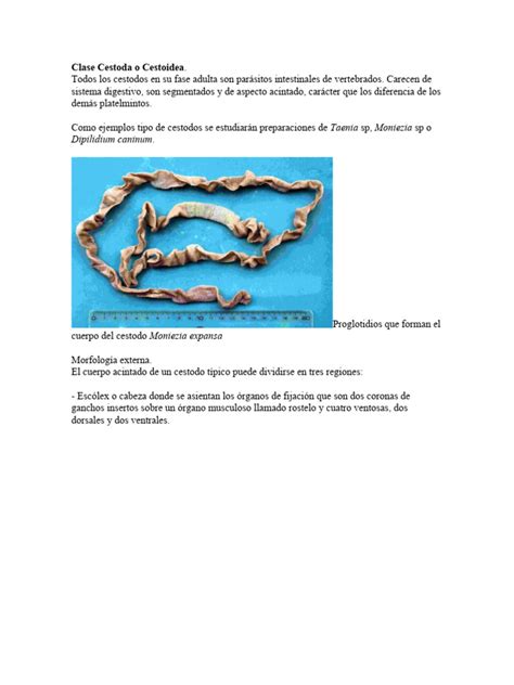 02c Clase Cestoda O Cestoidea Pdf Sistema Reproductivo Nematodo
