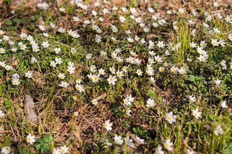 리히텐슈타인의 샨 의 숲에있는 작은 흰색 스노우 드롭 Anemone Sylvestris 꽃 0명에 대한 스톡 사진 및 기타