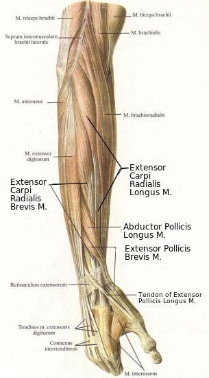 Extensor Carpi Radialis Brevis