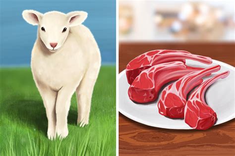The Difference Between Lamb And Mutton Minute Crafts