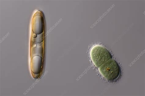 Diatom An A Chroococcus Cyanobacterium Light Micrograph Stock Image C038 5348 Science