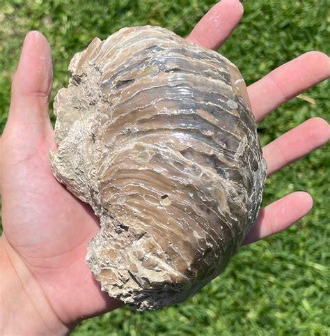 Texas Fossil Bivalve Exogyra Ponderosa Huge 515 Cretaceous Dinosaur