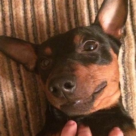 Small Miniature Pincher Youtube