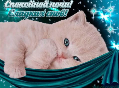 Открытки спокойной ночи с котиками 76 фото