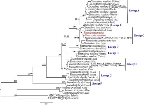 The Bayesian Phylogenetic Tree On The Basis Of 36 Unique Coi Sequences