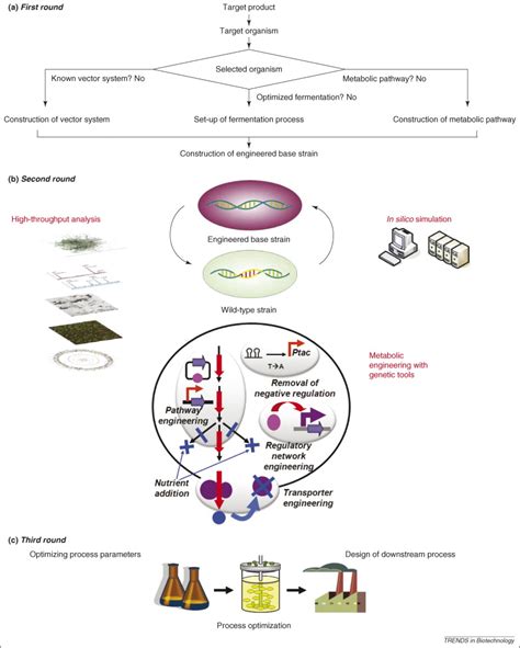 Application Of Systems Biology For Bioprocess Development Trends In Biotechnology