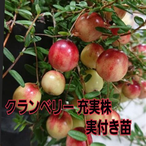 人気 クランベリーツルコケモモ 実付きしっかり充実株1苗 安心メルカリ便発送 メルカリ