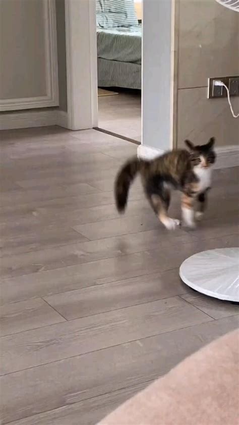Pin By Helena Silveira On Kitty Love 😻 Funny Animal Videos Funny