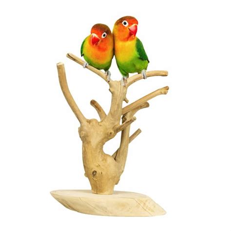 Comprar Arbol Java Mini En Zonadeaves Es