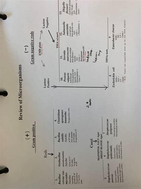 Solved Review Of Microorganisms Gram Positive Gram Negative