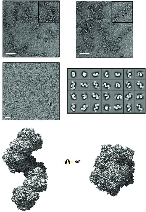 Cryo Em Analysis Of Adhe Spirosomes A Negative Staining Electron