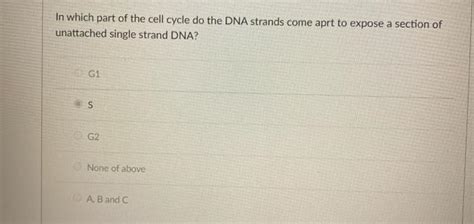 Solved In Which Part Of The Cell Cycle Do The Dna Strands Chegg