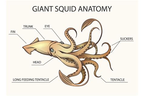 Squid Anatomy Diagram Giant Squid Anatomy Illustration By Ol