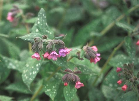Genus Pulmonaria Lungwort Go Botany