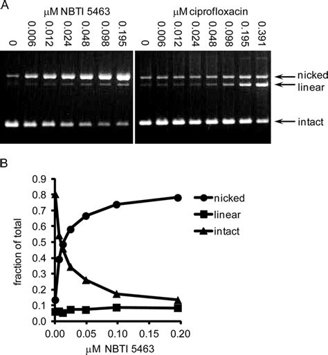 Cleavable Complex Assay With E Coli Gyrase A Formation Of Dna
