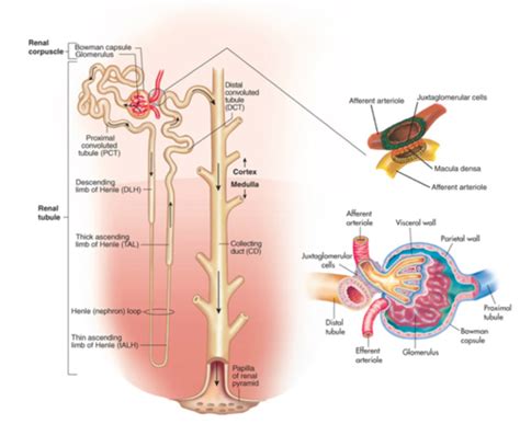 PathoPhys Flashcards Quizlet PathoPhys Flashcards Quizlet