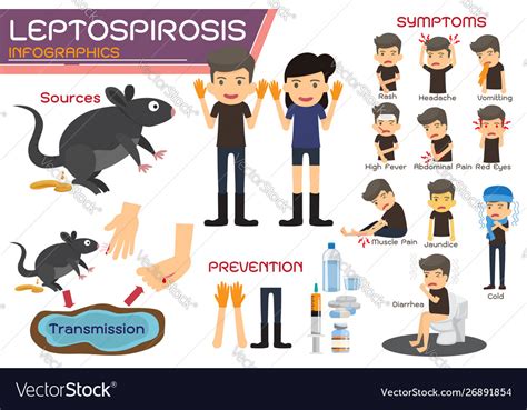 Leptospirosis Infographics About Royalty Free Vector Image