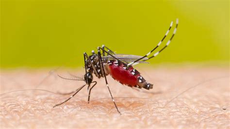 KIT 2023 Update Zu Dengue Chikungunya Malaria West Nil Fieber Co