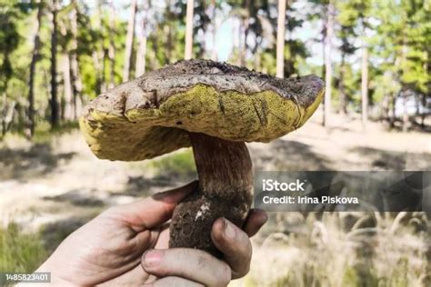 큰 버섯 Boletus Edulis는 침엽수 림에서 자랍니다 Boletus에 대한 스톡 사진 및 기타 이미지 Boletus