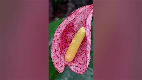 ඇන්තුරියම් මල් වර්ග රැසක් 2 Youtube