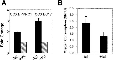 C Myc Induction Increases Mitochondrial Dna Copies And Cellular Oxygen